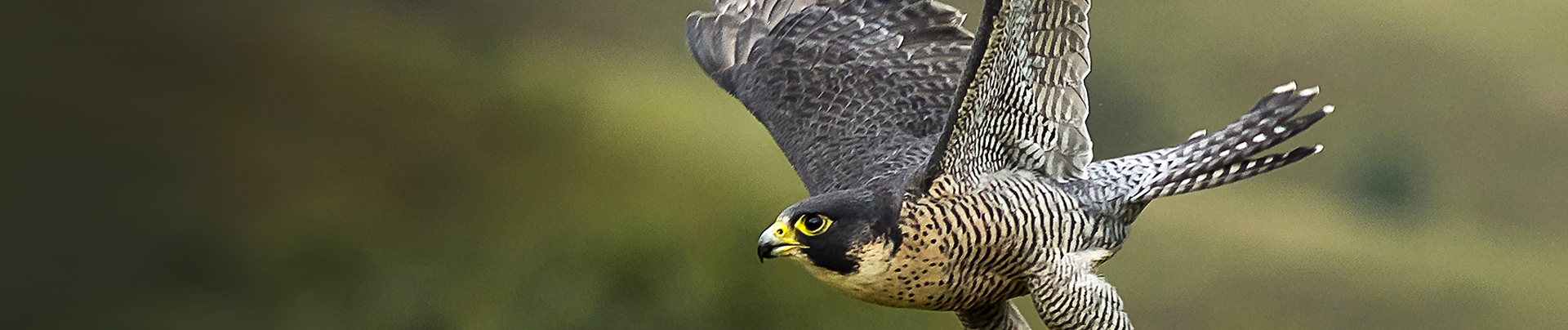WEC Peregrine Falcons