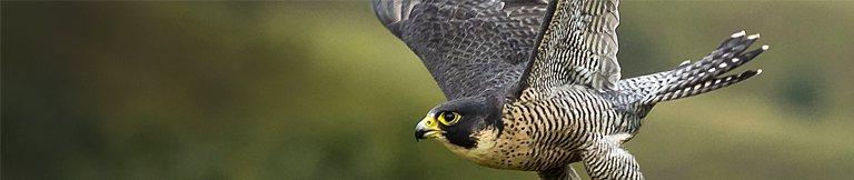 WEC Peregrine Falcons